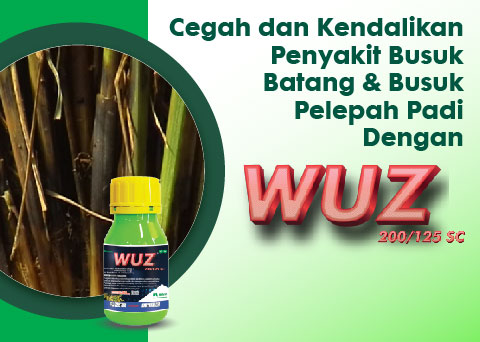 Amankan Tanaman Padi Dari Penyakit Busuk Batang dan Busuk Pelepah ...
