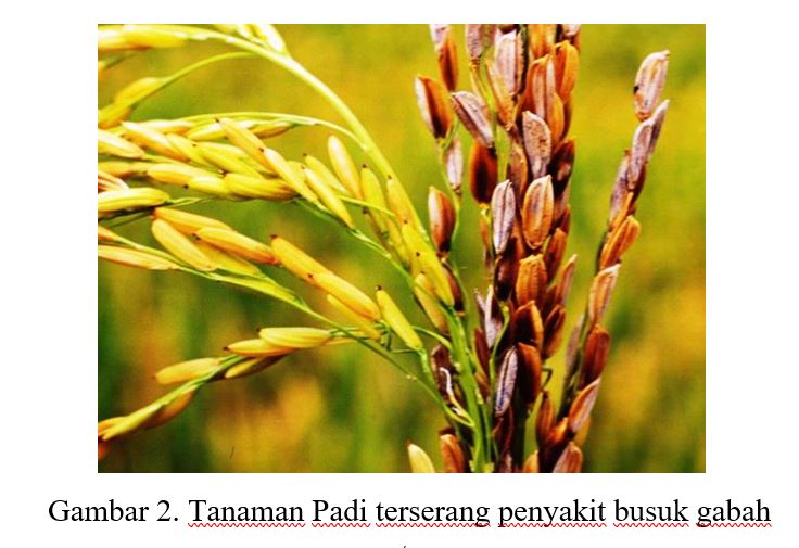 Cegah dan Atasi Penyakit Busuk Gabah (Burkholderia glumae) - Nufarm ...