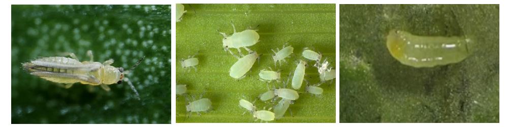 Insektisida Paling Ampuh Mengendalikan Ulat Grayak, Thrips, & Penggorok ...