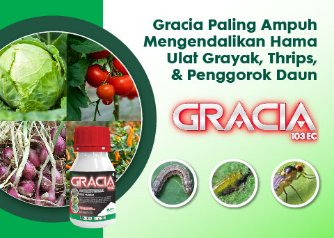 Insektisida Paling Ampuh Mengendalikan Ulat Grayak, Thrips, & Penggorok ...