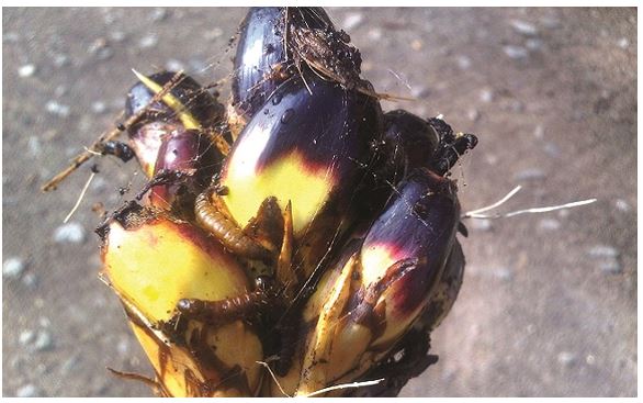 Kenali Tanaman Kelapa Sawit yang terserang Hama Penggerek Buah Sawit ...