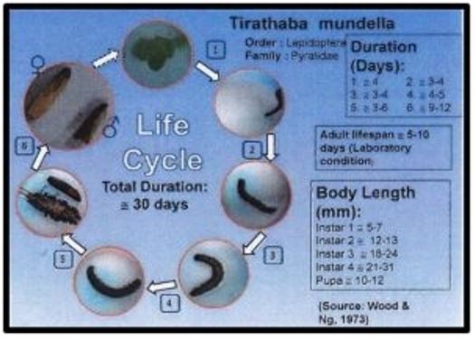 Kenali Tanaman Kelapa Sawit yang terserang Hama Penggerek Buah Sawit ...