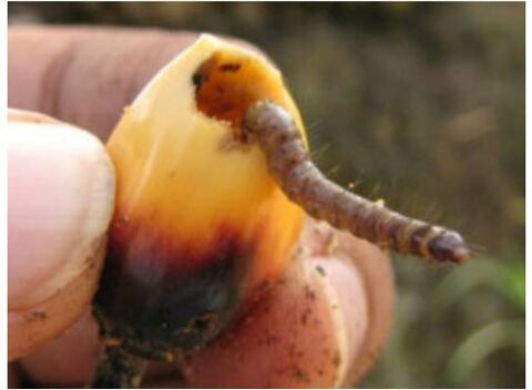 Kenali Tanaman Kelapa Sawit yang terserang Hama Penggerek Buah Sawit ...