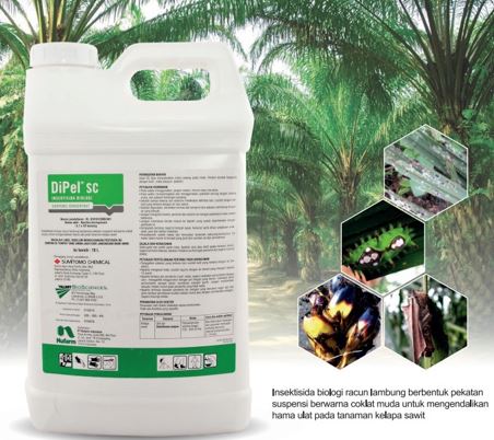 Kenali Tanaman Kelapa Sawit yang terserang Hama Penggerek Buah Sawit ...