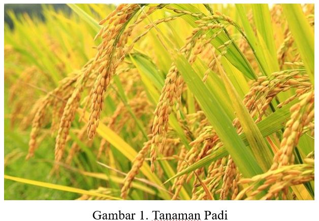 Panduan Lengkap: Strategi Panen Padi Melimpah - Nufarm Indonesia