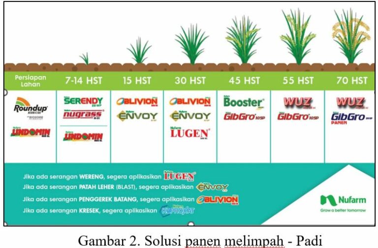 Panduan Lengkap: Strategi Panen Padi Melimpah - Nufarm Indonesia