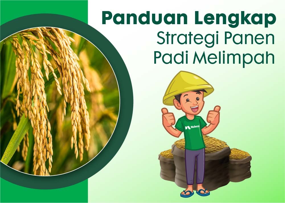 Panduan Lengkap: Strategi Panen Padi Melimpah - Nufarm Indonesia