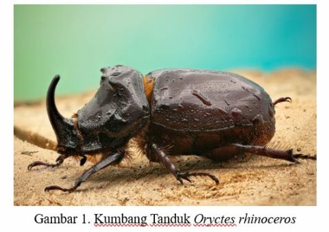 Solusi Strategis Kendalikan Hama kumbang tanduk Oryctes rhinoceros ...