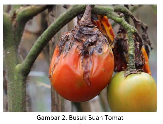 Jangan gagal panen! Waspada Penyakit Busuk buah Tomat - Nufarm Indonesia