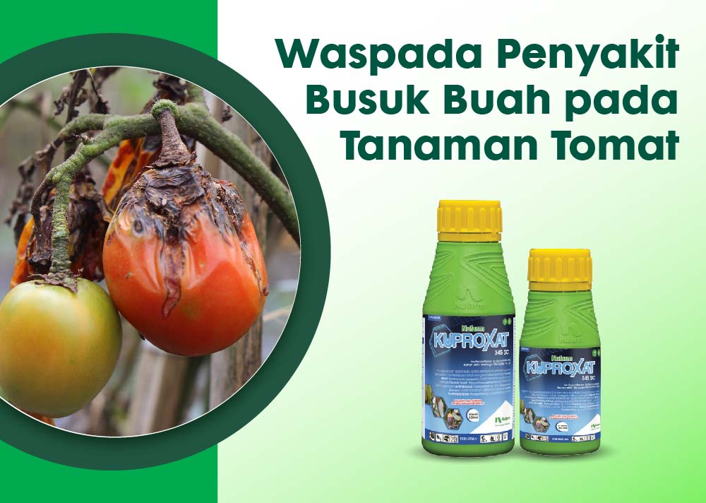 Jangan gagal panen! Waspada Penyakit Busuk buah Tomat - Nufarm Indonesia