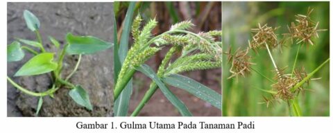 Strategi Pengendalian Gulma Utama di Padi - Nufarm Indonesia