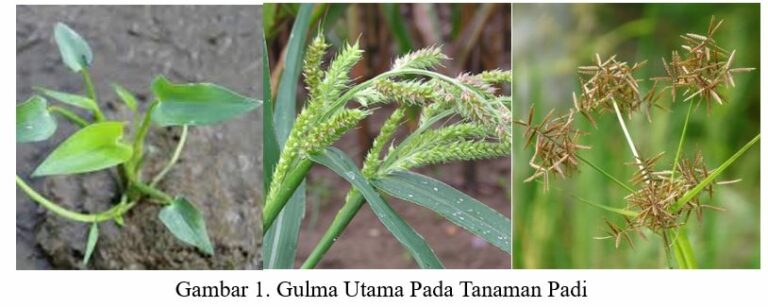 Strategi Pengendalian Gulma Utama di Padi - Nufarm Indonesia