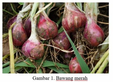 Bercak Ungu Menyerang Tanaman Bawang ? - Nufarm Indonesia