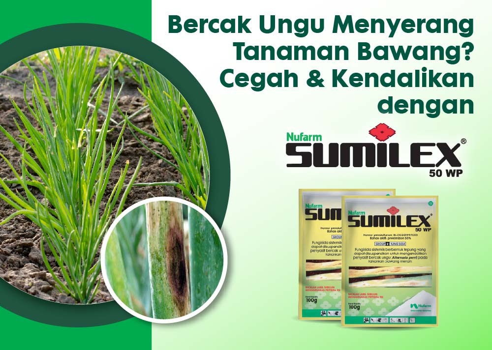 Bercak Ungu Menyerang Tanaman Bawang ? - Nufarm Indonesia