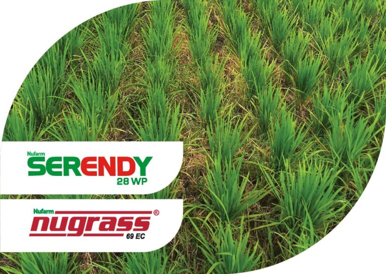 Solusi Strategis Kendalikan Hama kumbang tanduk Oryctes rhinoceros ...