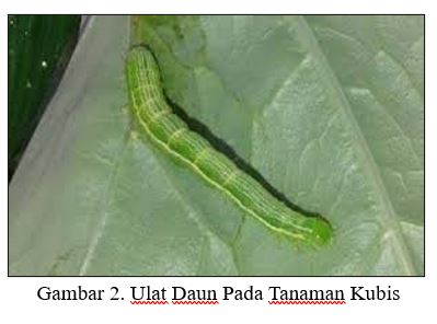 PUKUL K.O ULAT, UNTUNG BERLIPAT! - Nufarm Indonesia