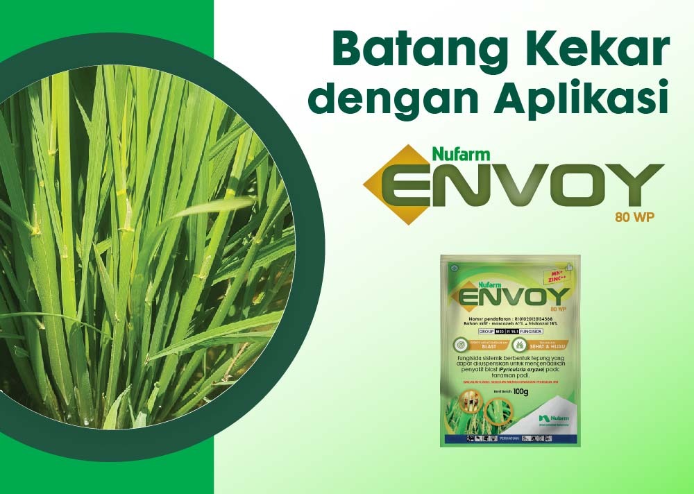 Batang Kekar dengan Aplikasi Envoy - Nufarm Indonesia