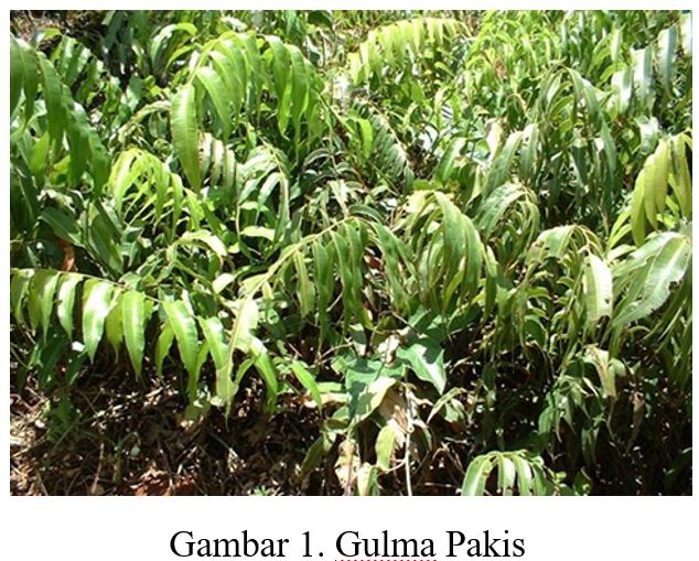 Cepat & Kuat kendalaikan Gulma Pakis - Nufarm Indonesia