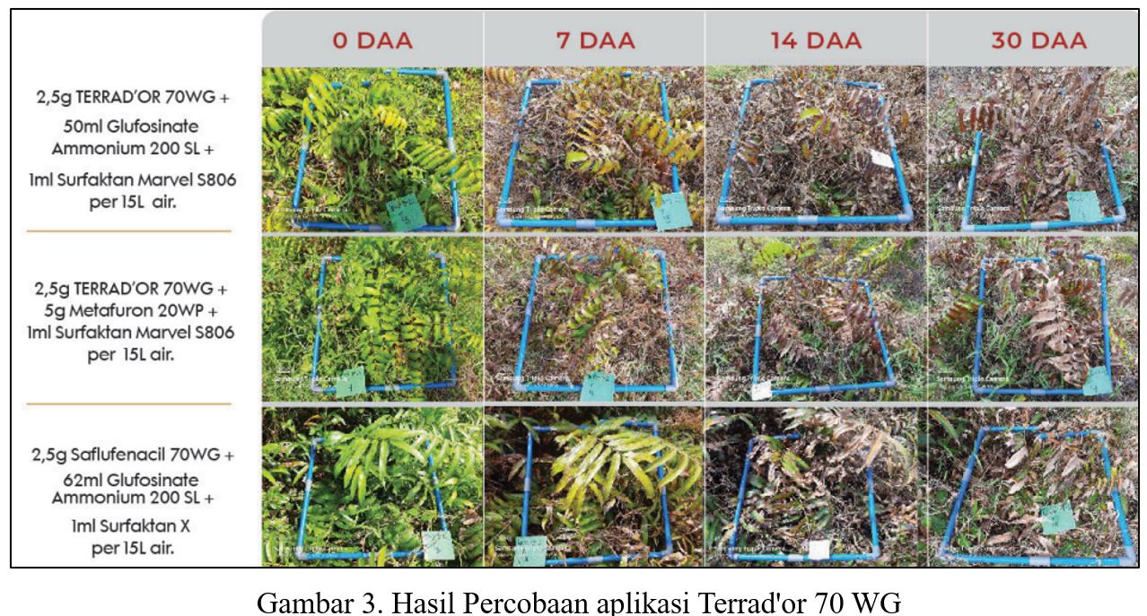 Cepat & Kuat kendalaikan Gulma Pakis - Nufarm Indonesia