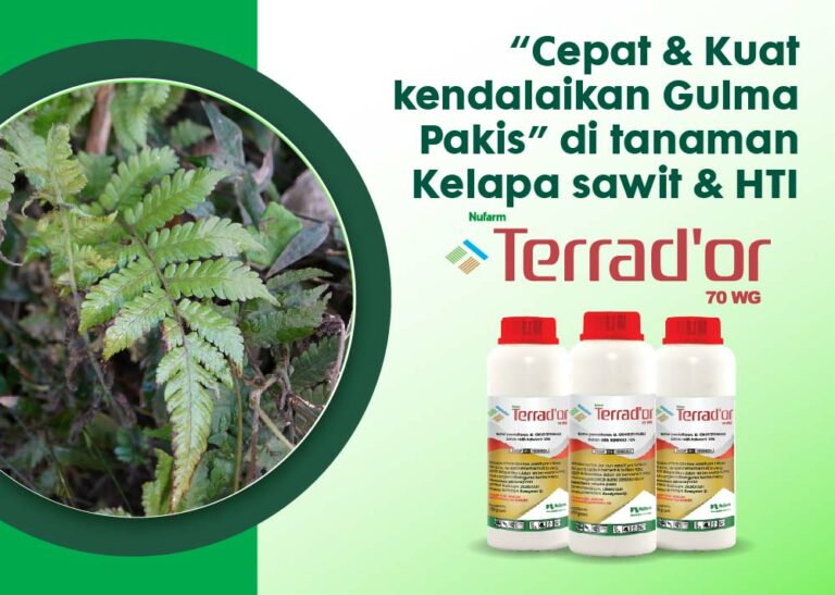 5 HAMA UTAMA YANG SERING MENYERANG TANAMAN PADI - Nufarm Indonesia