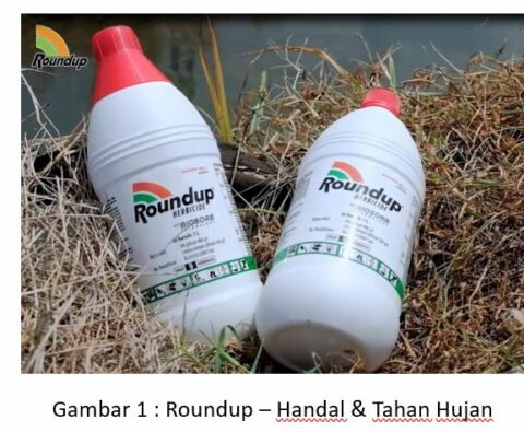 Roundup Berkontribusi Selama 50 Tahun untuk Dunia yang Berkelanjutan ...