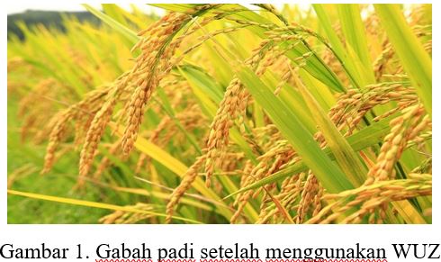 Gabah Lebih Berat dengan WUZ - Nufarm Indonesia