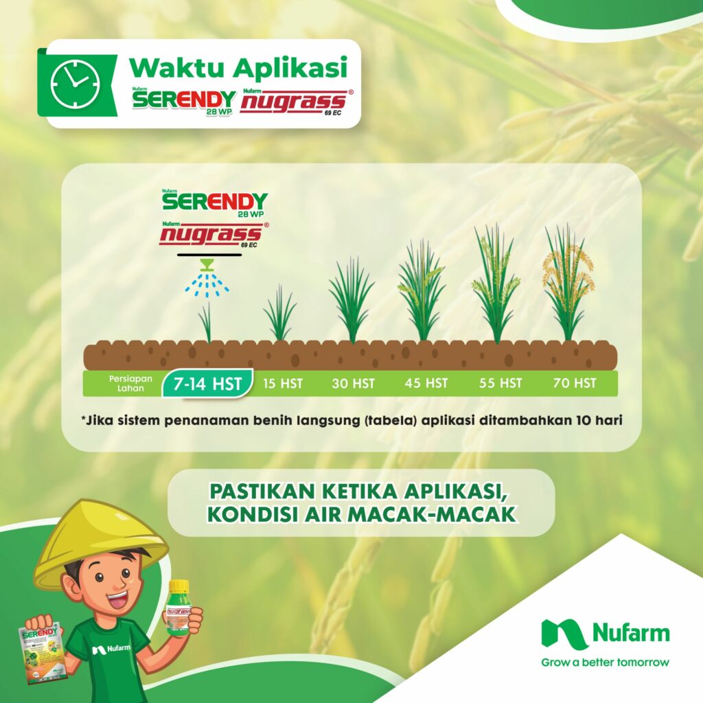 Pengendalian Gulma pada Sawah Non Irigasi di Tanaman Padi - Nufarm ...