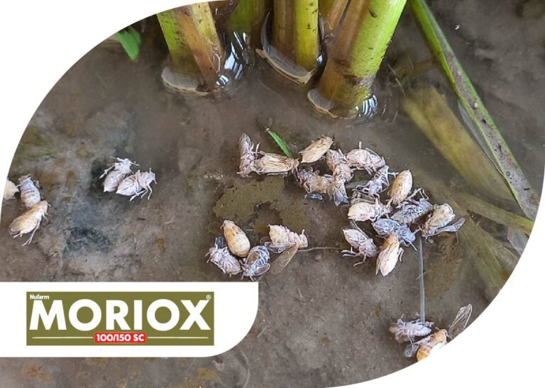 5 HAMA UTAMA YANG SERING MENYERANG TANAMAN PADI - Nufarm Indonesia