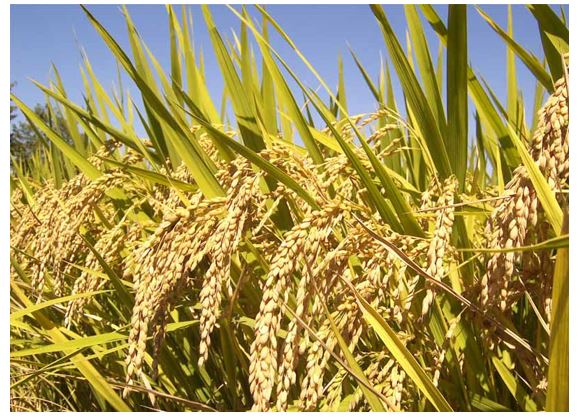 Insektisida Generasi Baru Moriox 100/150 SC - Nufarm Indonesia