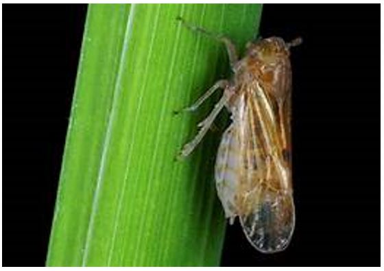 Insektisida Generasi Baru Moriox 100/150 SC - Nufarm Indonesia