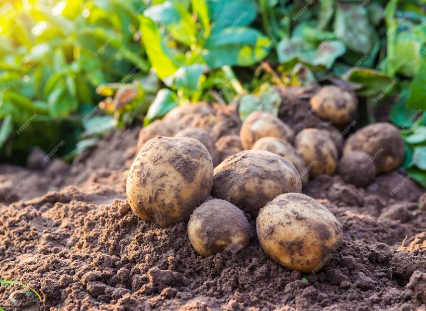 Tanaman Kentang Sehat Panen Maksimal - Nufarm Indonesia