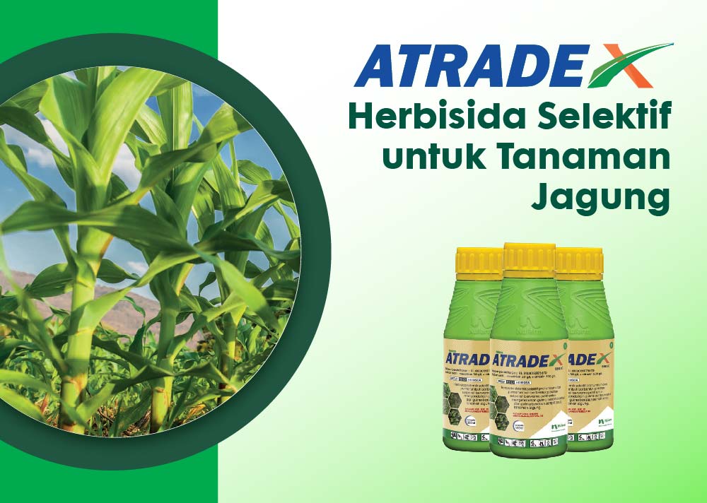 Herbisida Selektif untuk Tanaman Jagung - Nufarm Indonesia