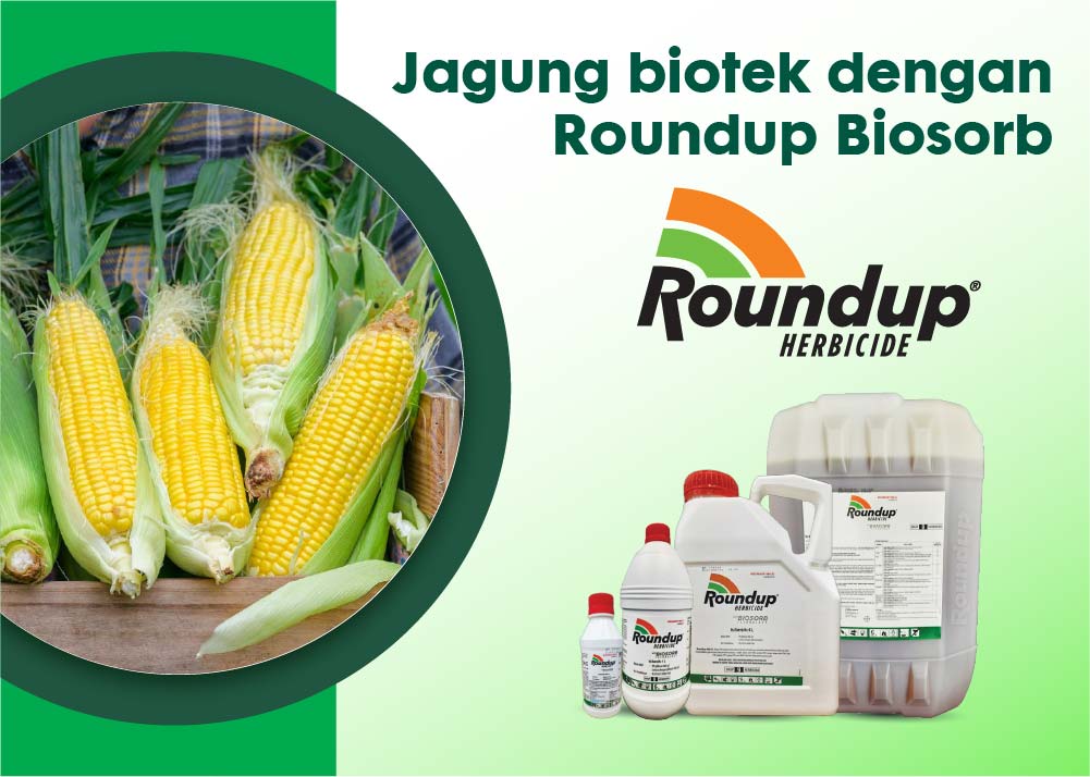 Jagung bioteknologi dengan Roundup Biosorb - Nufarm Indonesia