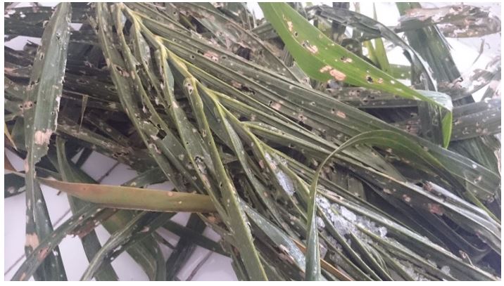 Kendalikan Tuntas ulat pemakan daun kelapa sawit (UPDKS) - Nufarm Indonesia