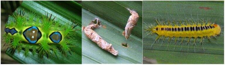 Kendalikan Tuntas ulat pemakan daun kelapa sawit (UPDKS) - Nufarm Indonesia