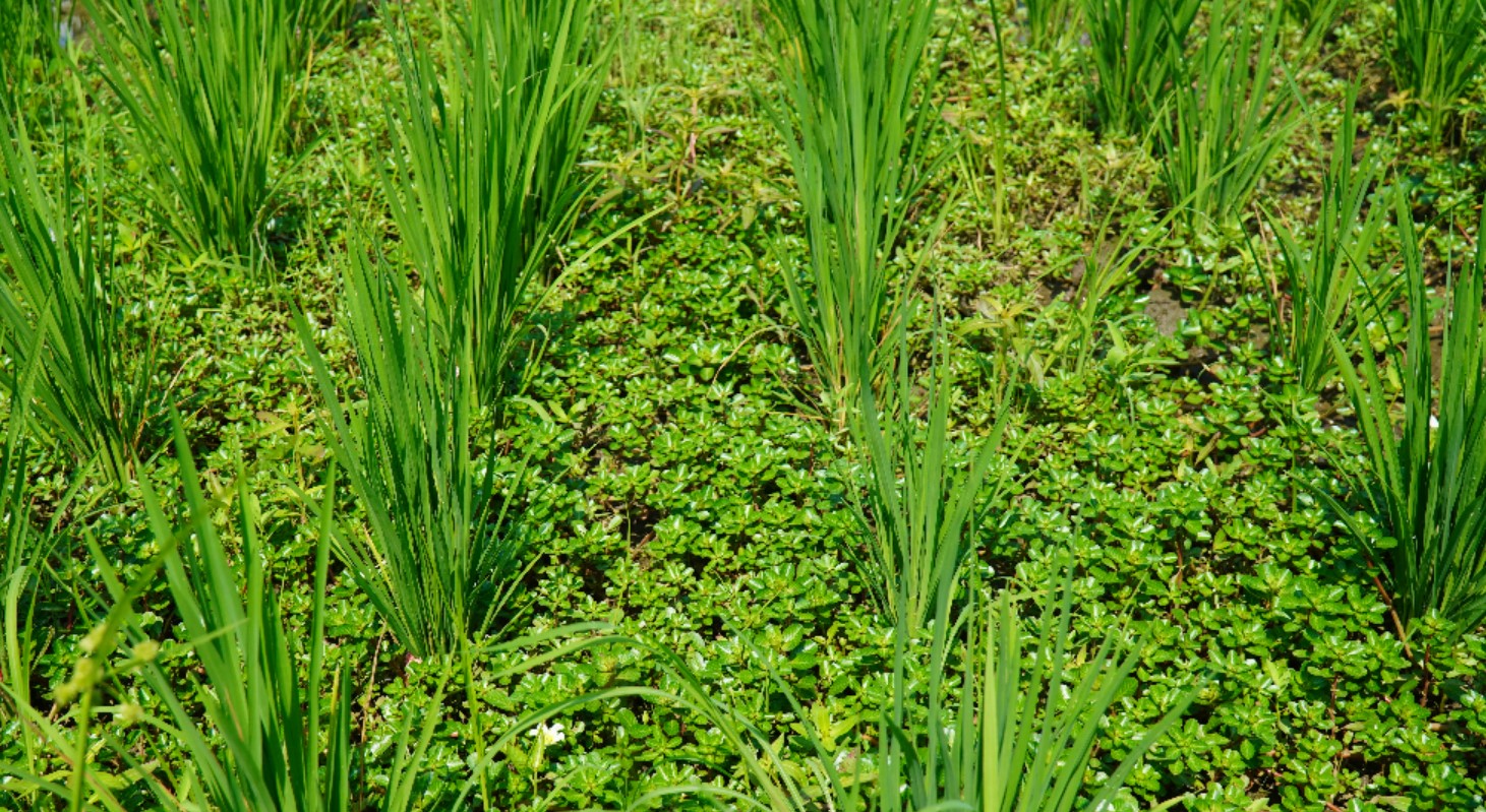 Zona Bebas Gulma - Nufarm Indonesia