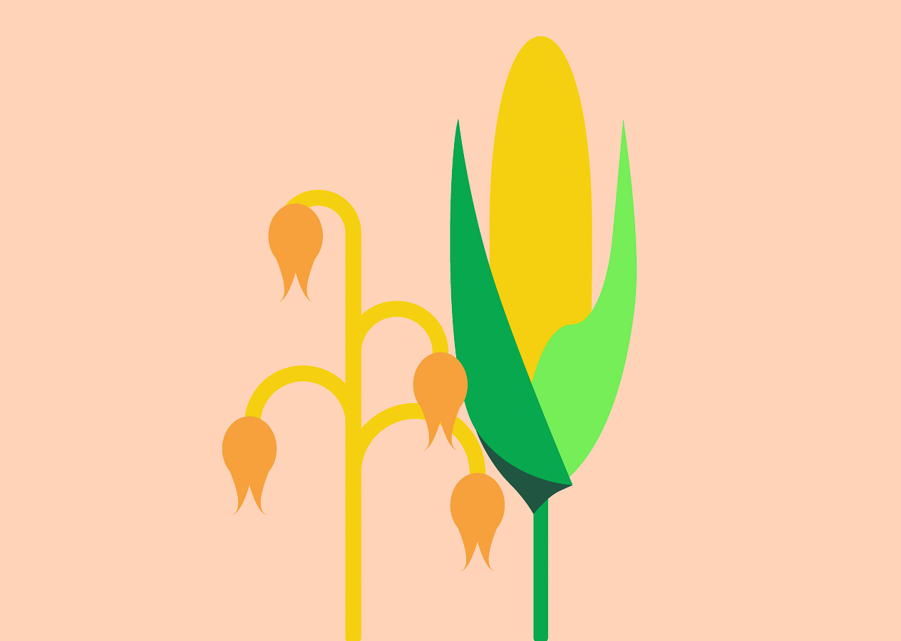 Nutgrass Archives - Page 2 of 2 - Nufarm Australia