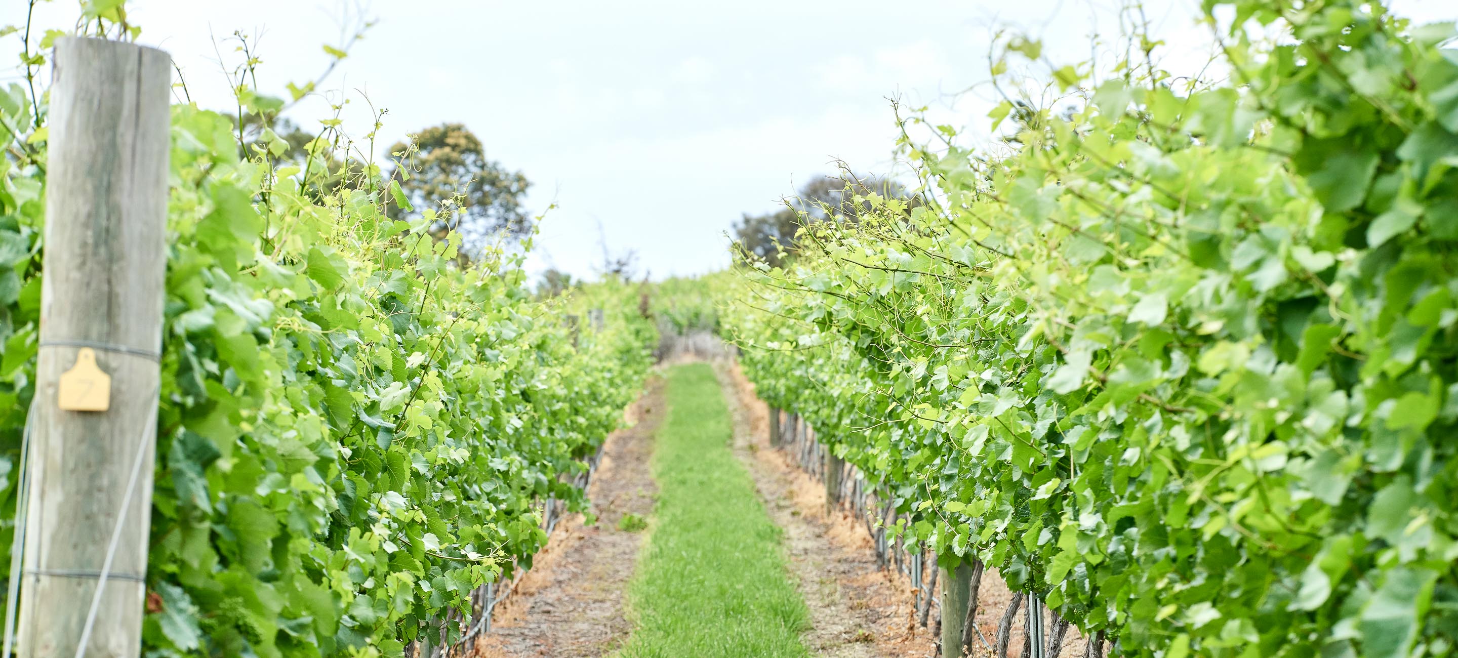 Dragon 700WG - Nufarm Australia