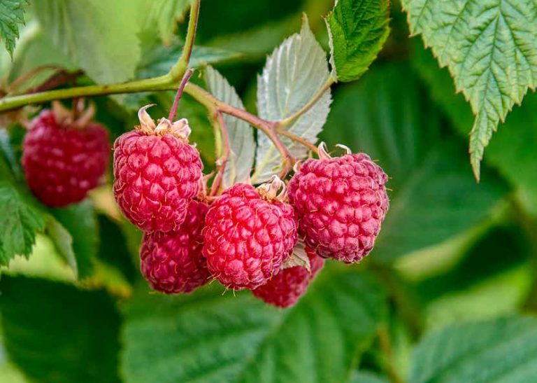 Discover our Horticulture Solutions - Nufarm Australia