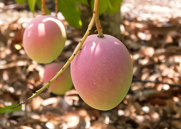 Tri-Base Blue - Nufarm Australia