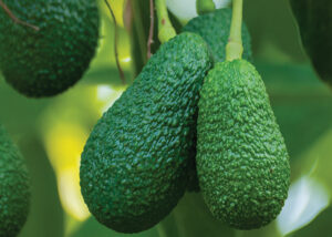 Tri-Base Blue - Nufarm Australia