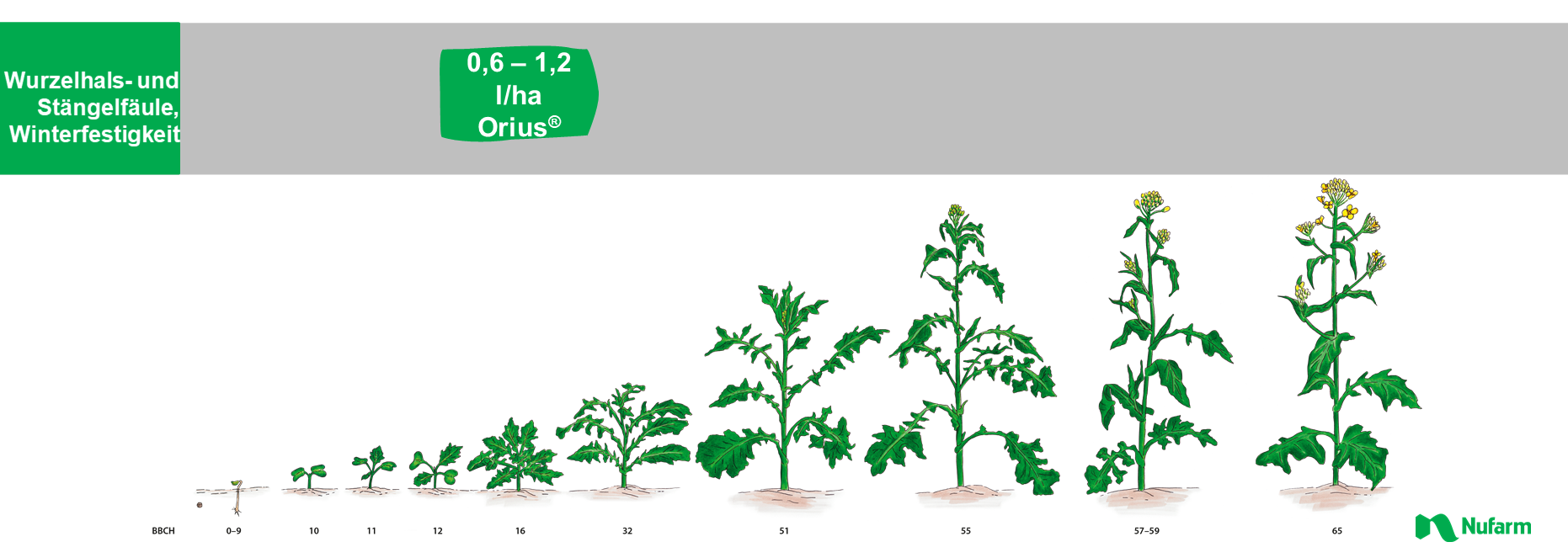 Phoma im Winterraps - Nufarm Germany
