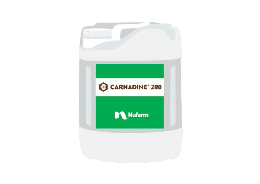 Kartoffelkäfer Archive - Nufarm Deutschland