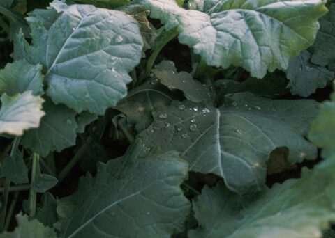 Ungräser und Ausfallgetreide im Raps gezielt kontrollieren - Nufarm ...