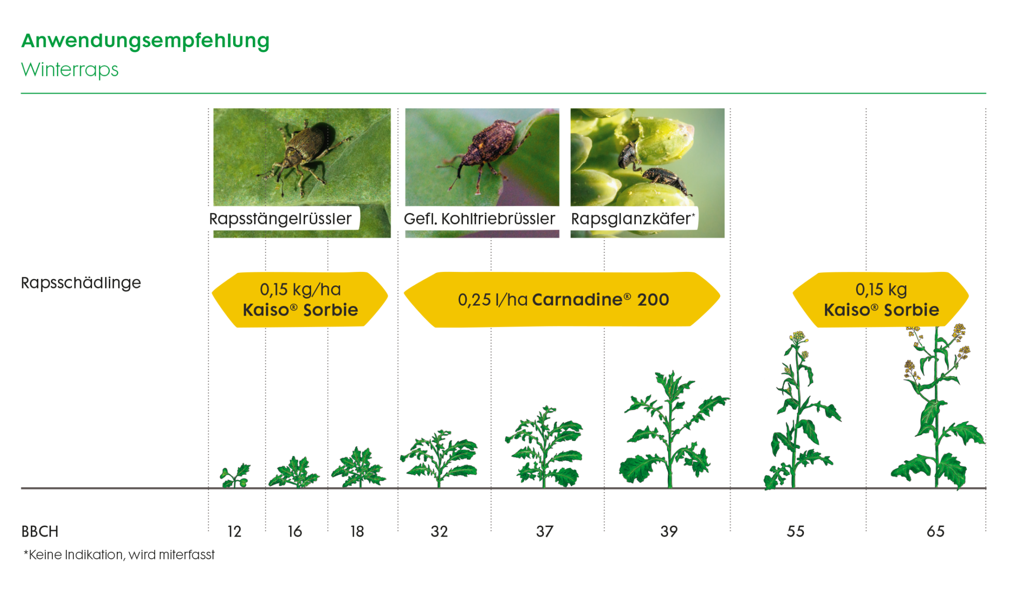 Frühe Rapsschädlinge kontrollieren - Nufarm Deutschland