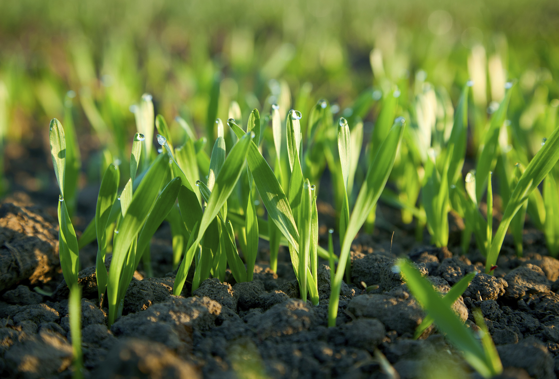 Nufarm Deutschland: Produktübersicht - Herbizide