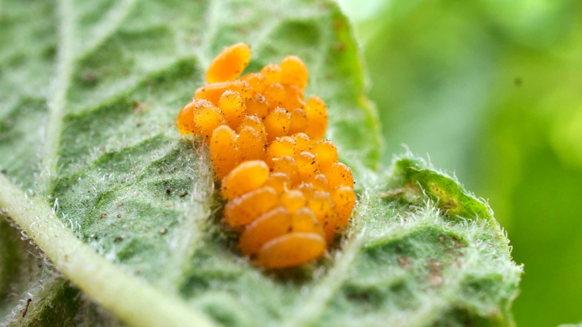 Letnie pokolenie stonki ziemniaczanej - Nufarm Poland