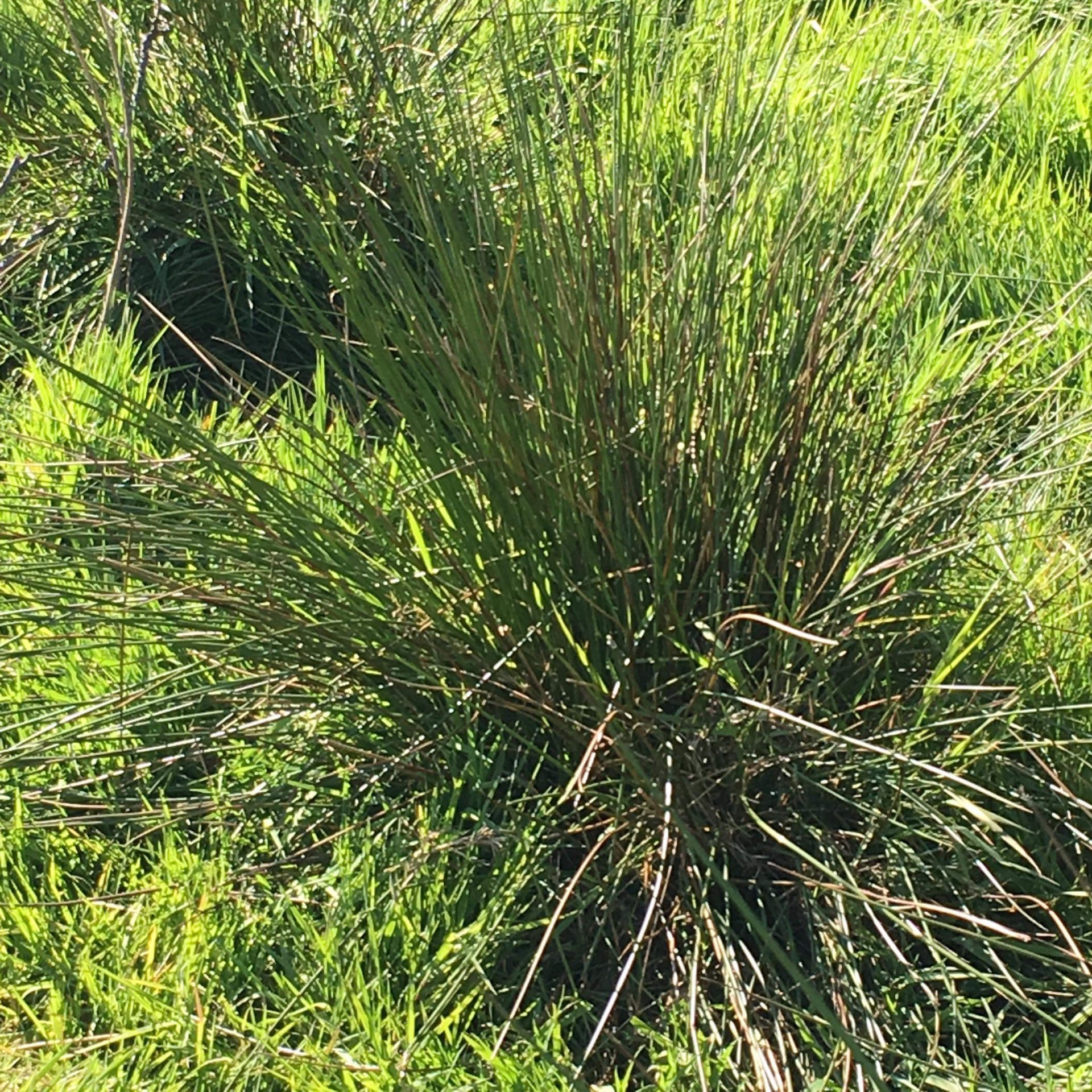 Grassland Weed Control - Nufarm UK