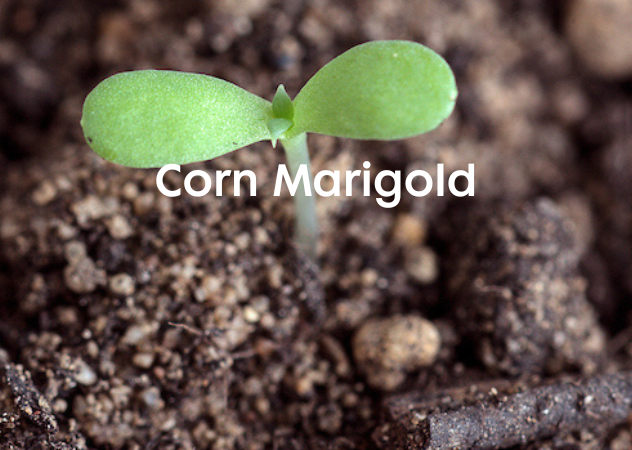 Corn Marigold - Nufarm UK