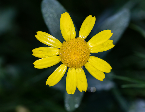 Corn Marigold - Nufarm UK